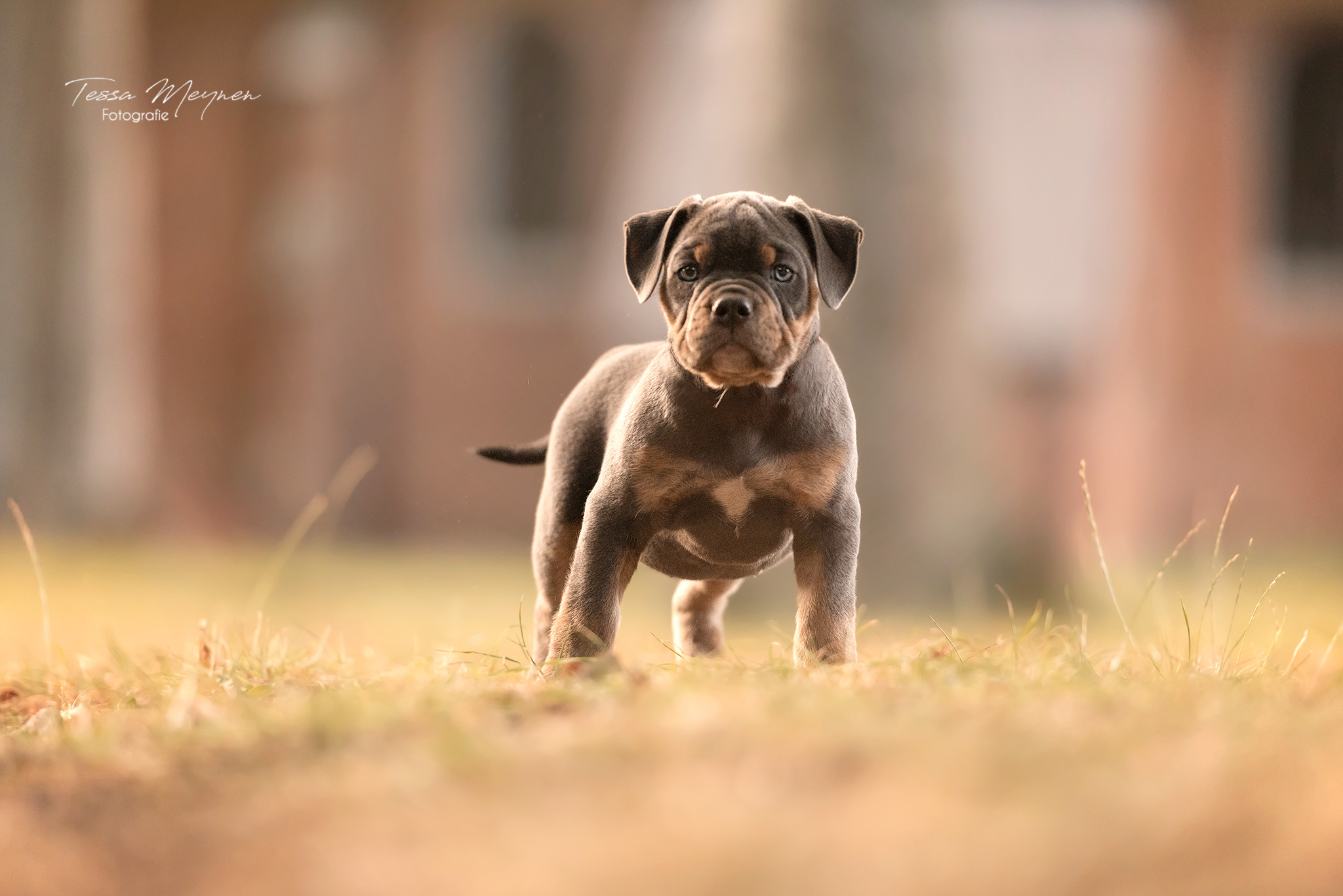 PUPPYTRAJECT - My Dog Matters